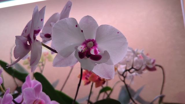 19-12-2025.Цветущие орхидеи.
