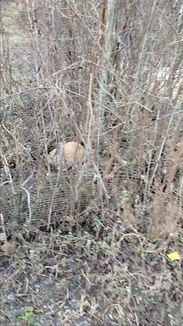 Беглый кролик!