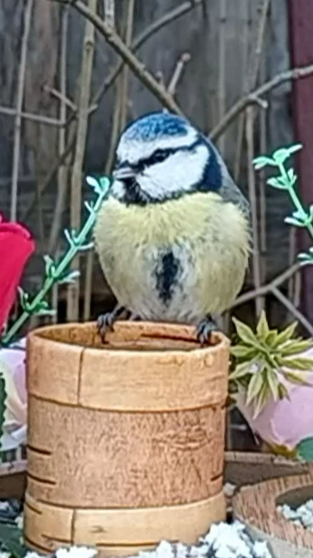 Лазоревка пьёт водичку