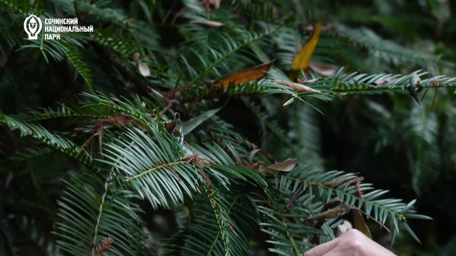 Коллекция вечнозеленых растений парка Дендрарий