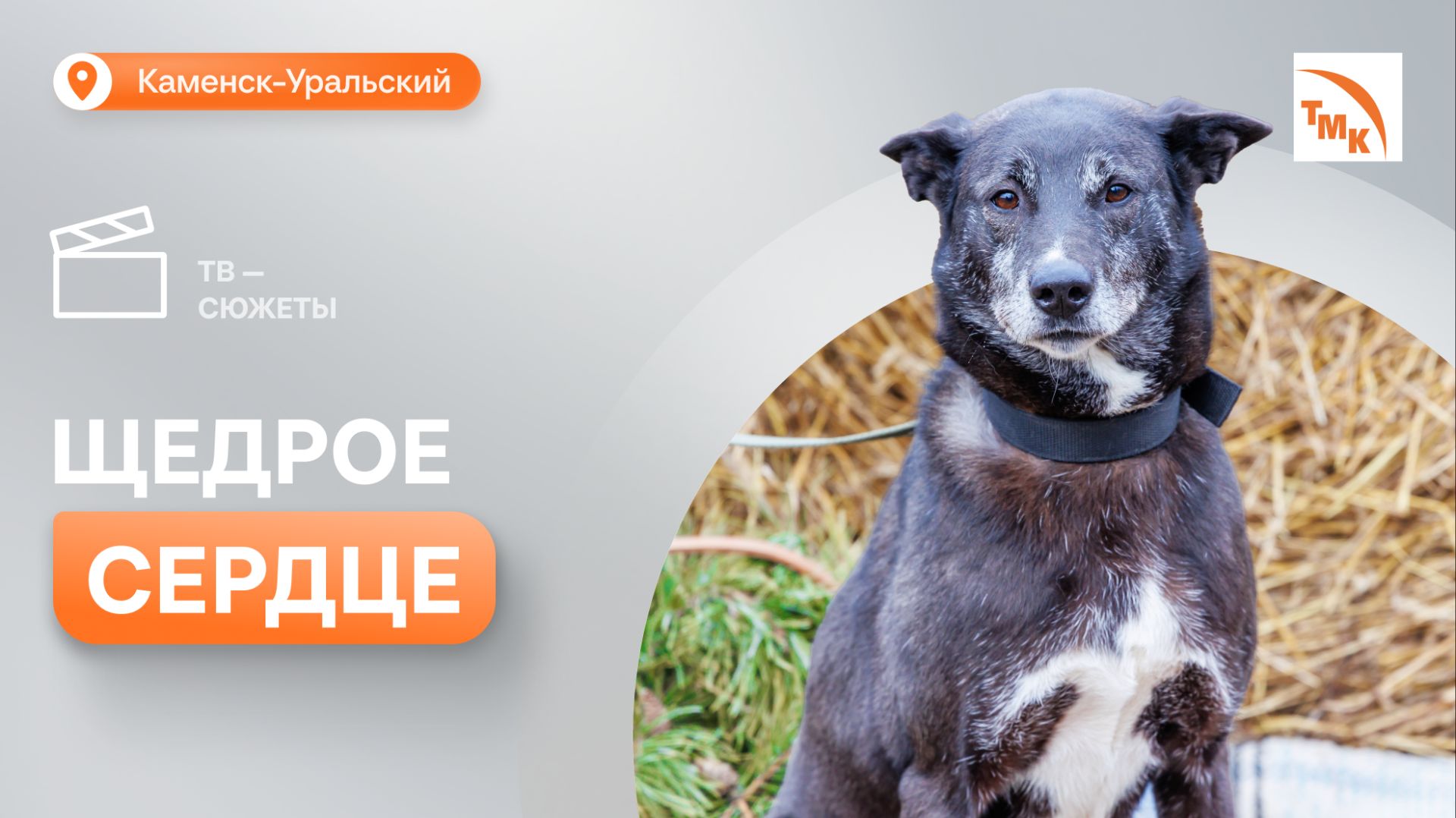 СинТЗ подарил тепло животным приюта «Бароша»