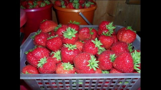 Клубника с мая по октябрь фото