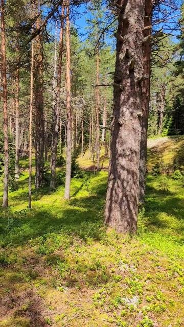 Карелия 2025. Видлица. Лес у пляжа. Июль 2025г