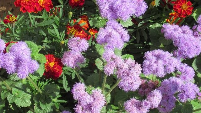 Агератум и цветением порадует и от белокрылки избавит