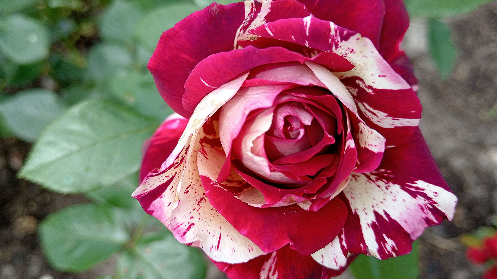 Красивые Розы