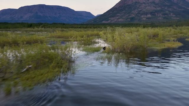 Медведь на озере Лама