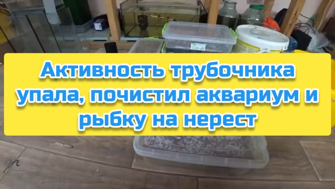Активность трубочника упала, почистил аквариум и рыбку на нерест