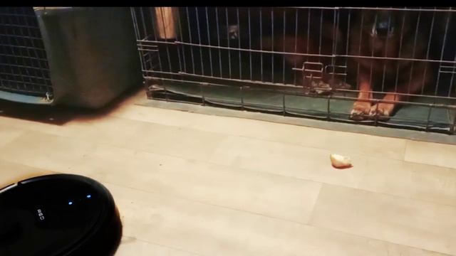 Робот-пылесос кормит Кави