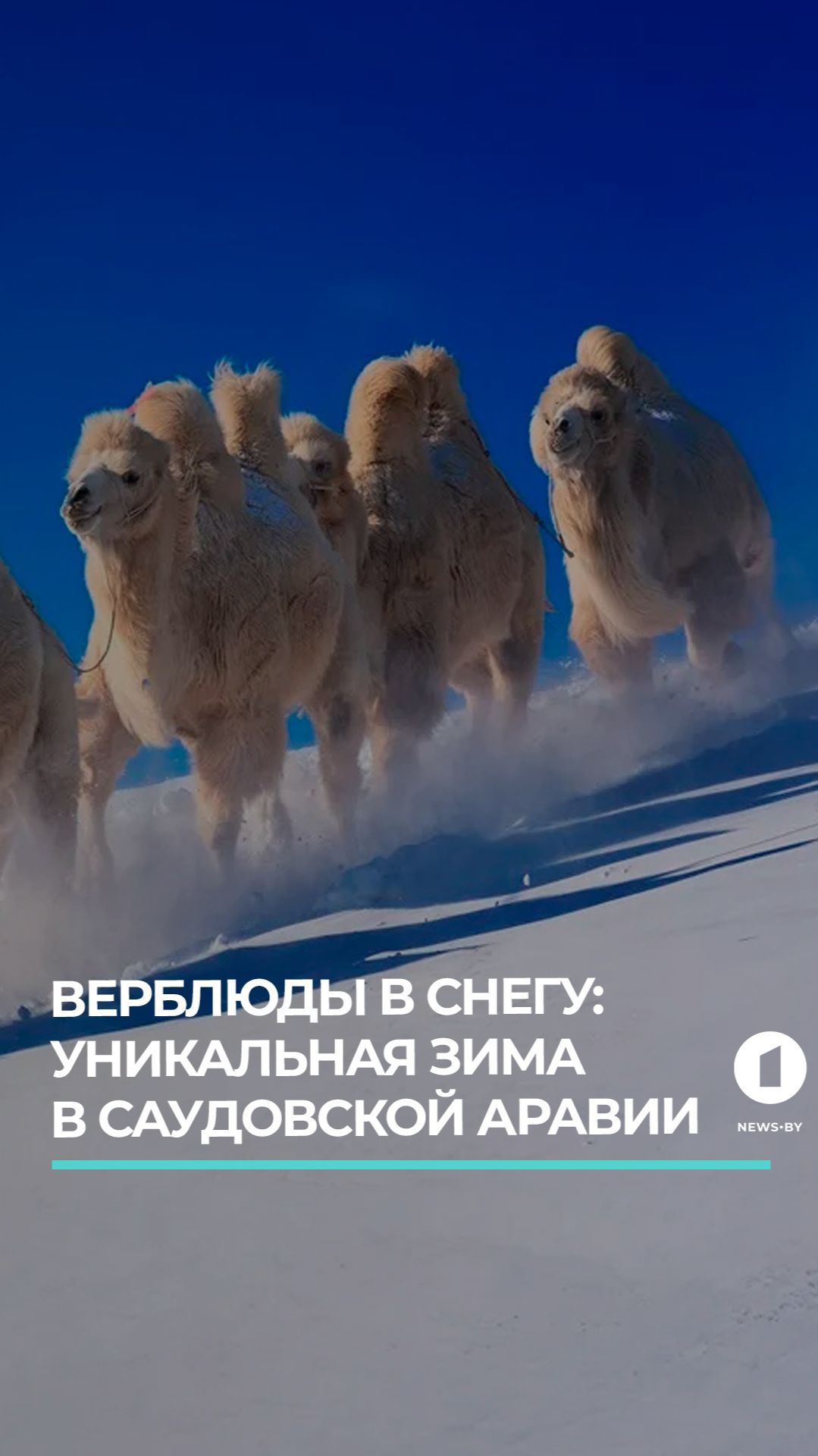 Зима в Саудовской Аравии: снег на барханах и верблюды