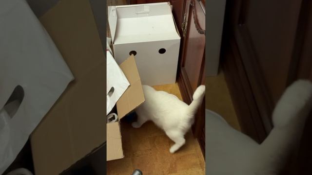 Милка стащила для себя новую игрушку