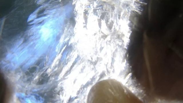 Гигантские выдры играются