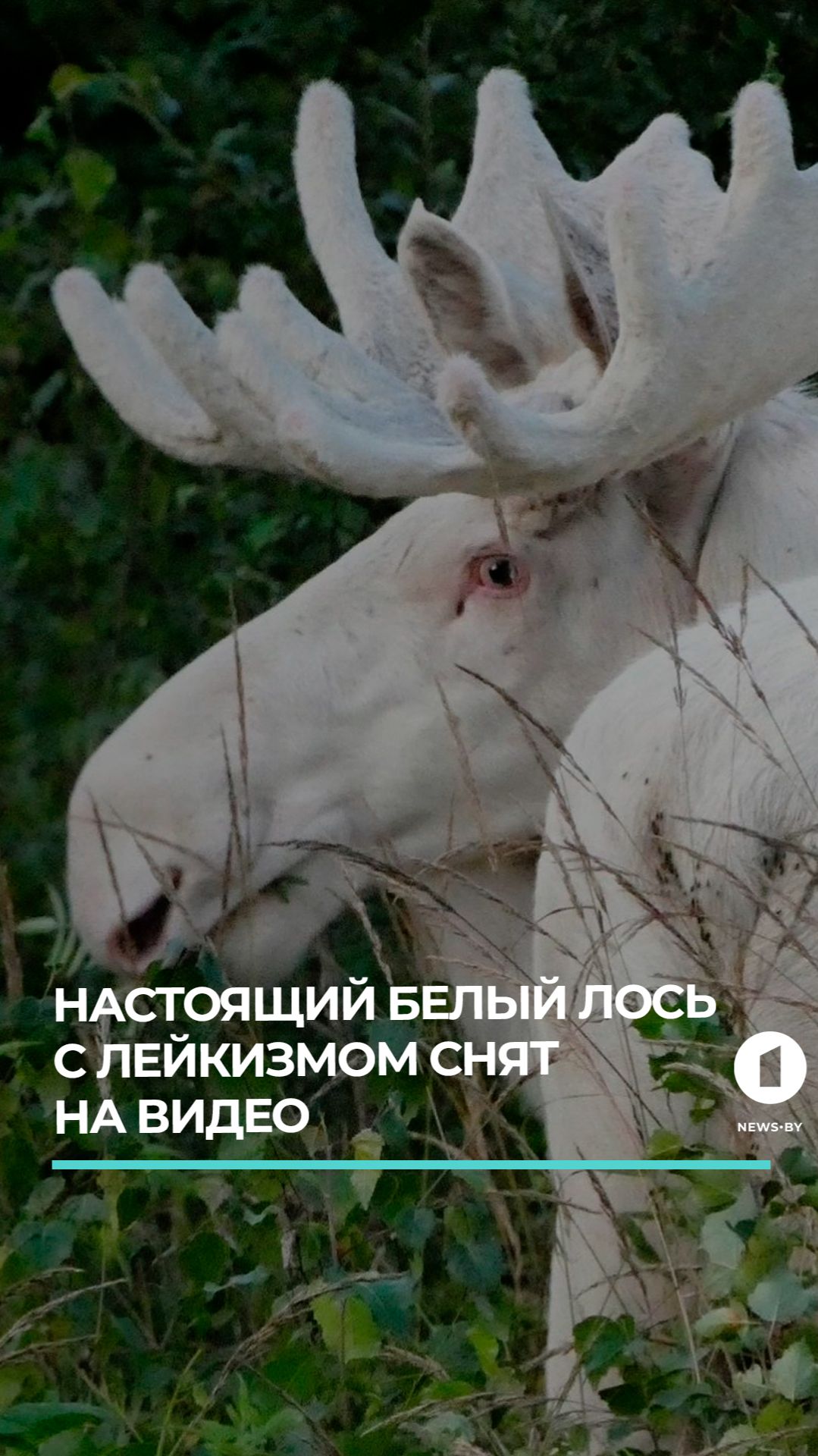 Редчайший зверь: белый лось в дикой природе