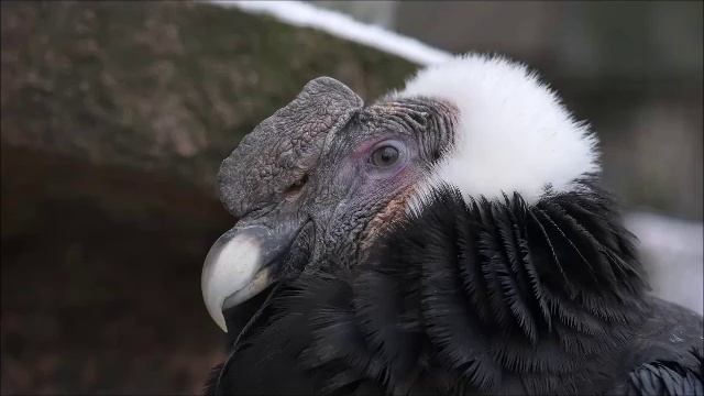 Два андских кондора из столичного зоопарка
