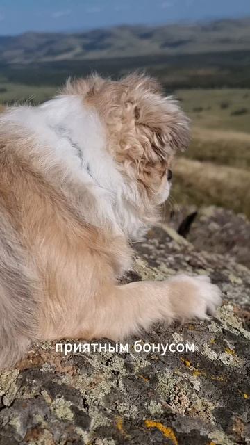 Летнее очарование Хребта Куркак