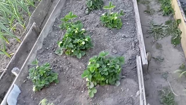 Пустошка_2024.05.24