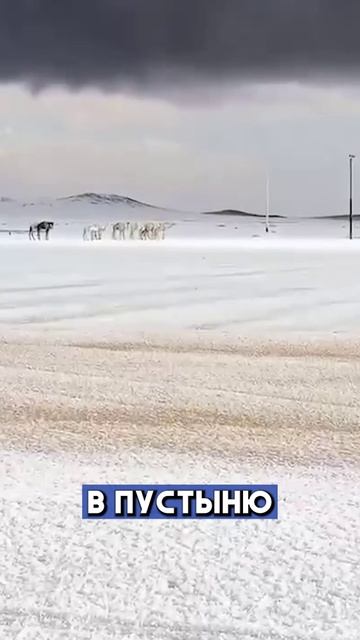 Зима совершила дерзкое нападение на Саудовскую Аравию