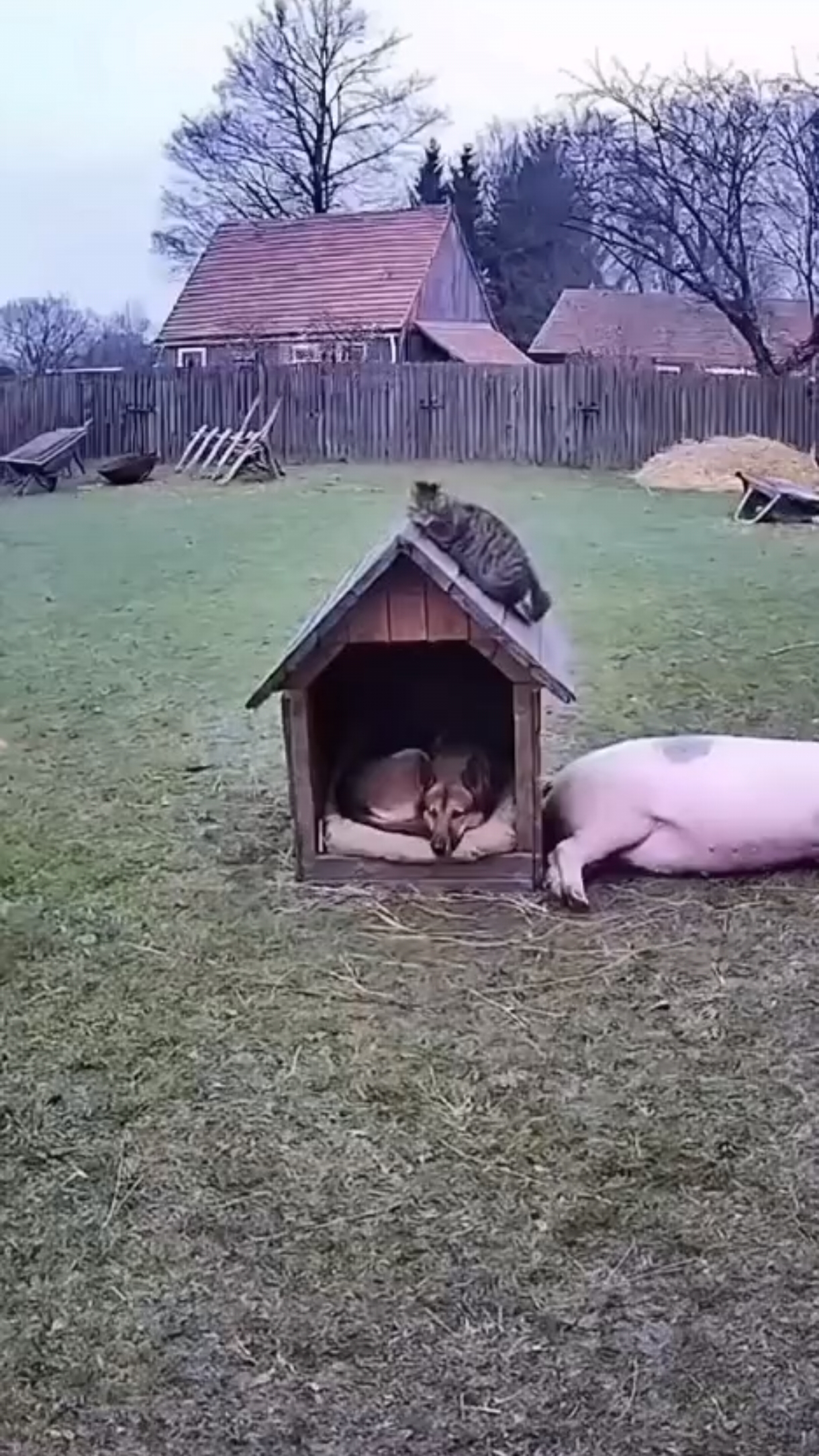 Гусь свинье не товарищ 😹