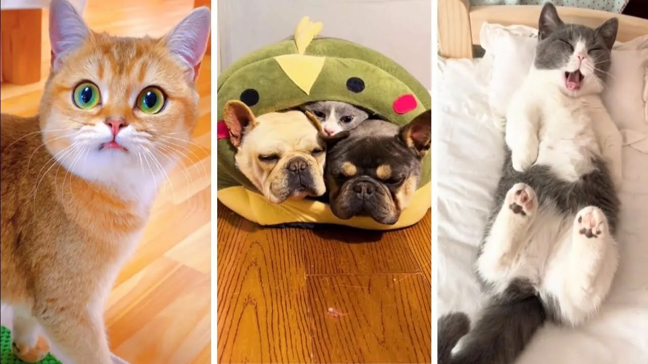 СМЕШНО ДО СЛЕЗ 😹😍 СМЕШНЫЕ КОТЫ, ЛУЧШИЕ ПРИКОЛЫ С КОТАМИ, СОБАКАМИ КОШКИ,СОБАКИ , ЖИВОТНЫЕ 🥰