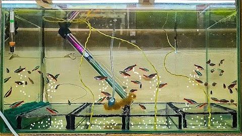 Такого вы не видели! Редчайшие кадры! Нерест Красного Неона Разведение