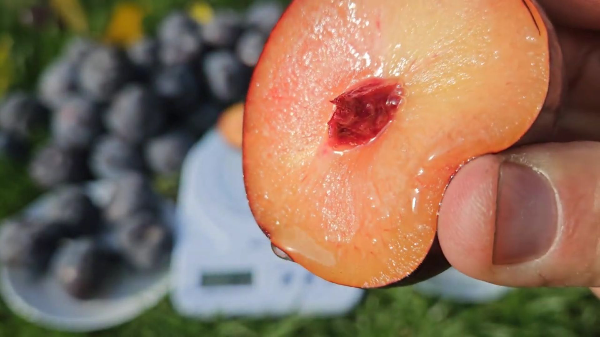 Крупноплодная слива Анжелина | Маленькие сады