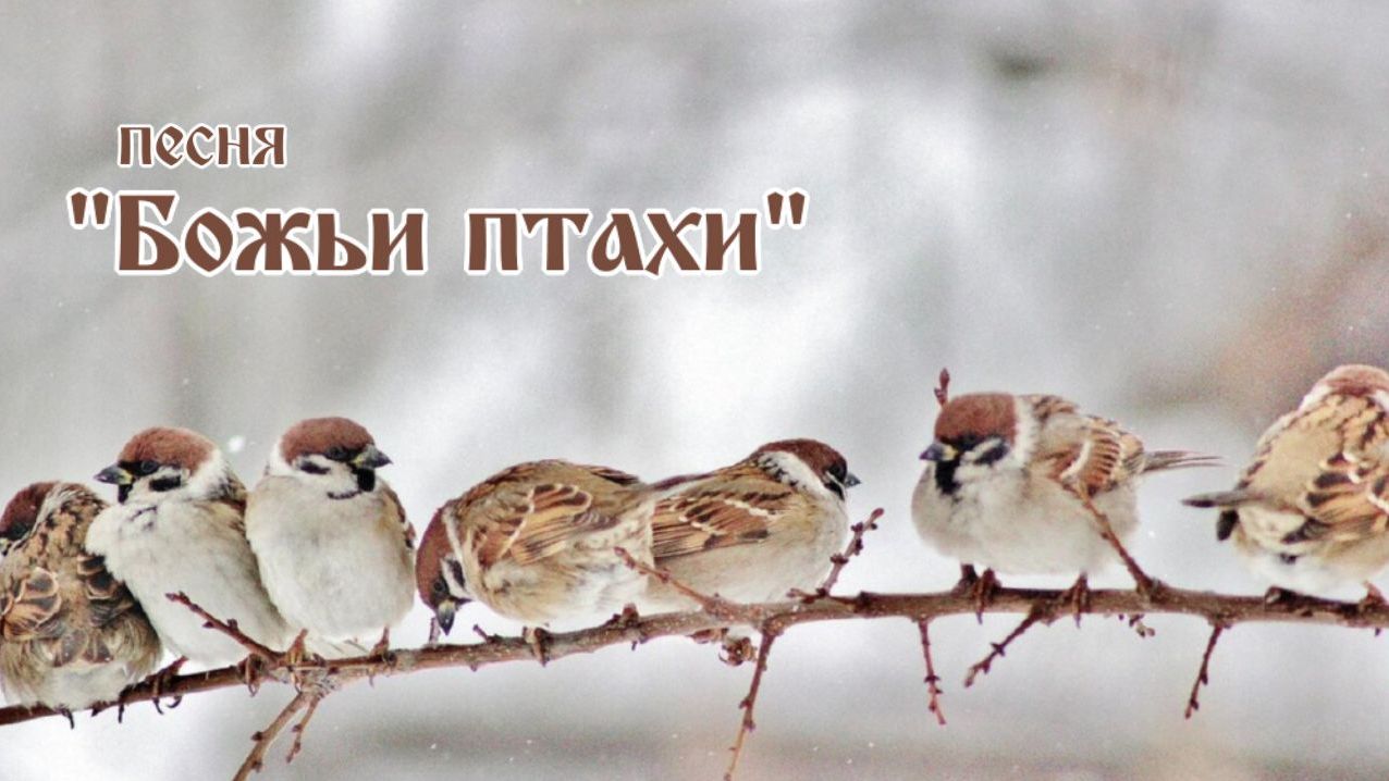 ♬ Божьи птахи (исп. и муз. Светлана Щитникова, сл. Сергей Чебунин)