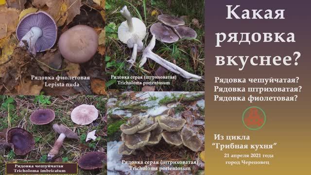 Какая рядовка вкуснее? ...Рядовка чешуйчатая? Рядовка штриховатая? Рядовка фиолетовая?