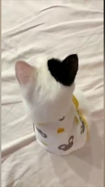 Смешные коты #98-8