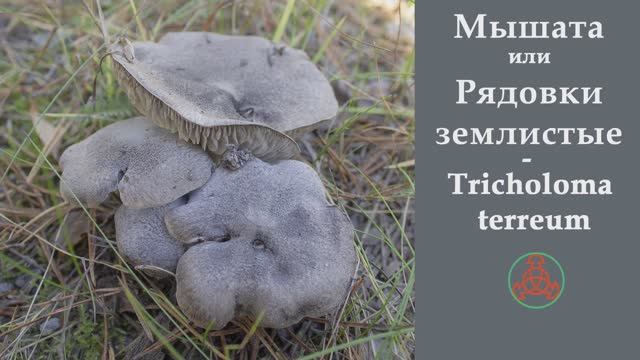 Мышата или Рядовки землистые - Tricholoma terreum. Сравнение с Рядовкой штриховатой.