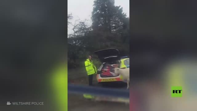 الشرطة البريطانية تستخدم حبلا للقبض على تيس هارب