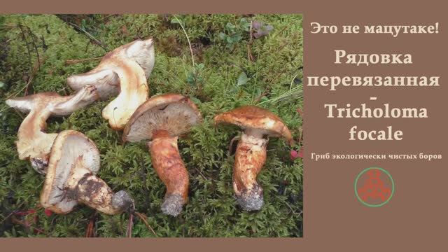 Это не мацутаке! Рядовка перевязанная - Tricholoma focale. Гриб экологически чистых боров.