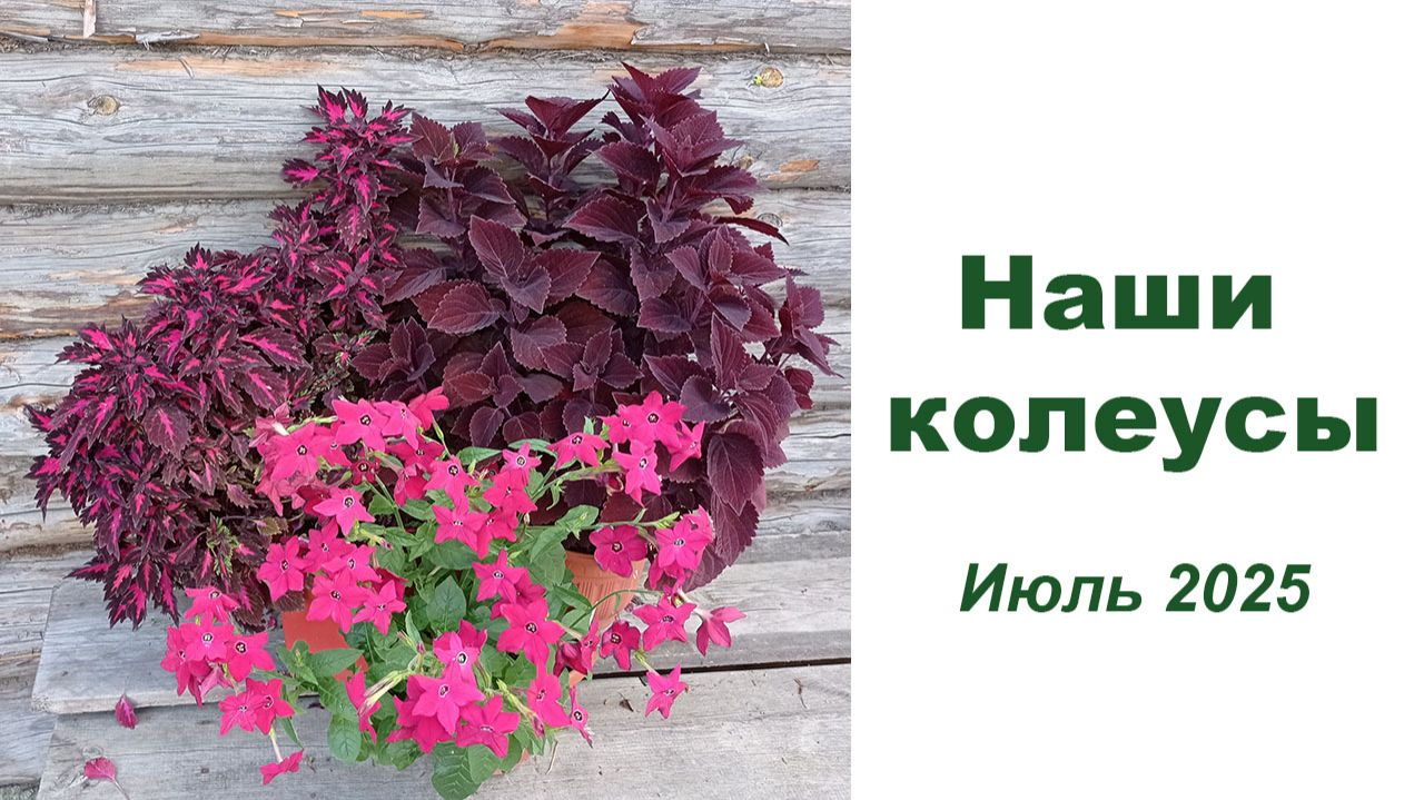 Наши колеусы - обзор сортов. Июль 2025. В том числе сорта нашей селекции