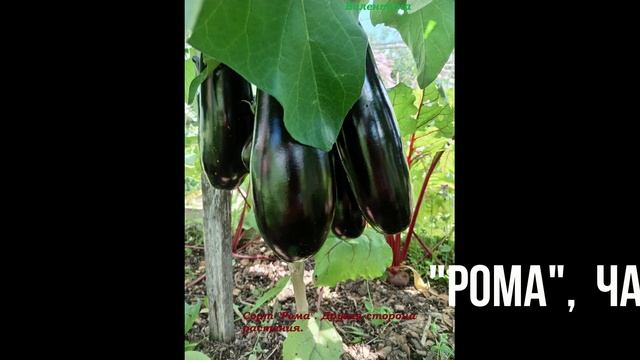 БАКЛАЖАНЫ. ЧТО ПОСАДИТЬ В 2026Г.