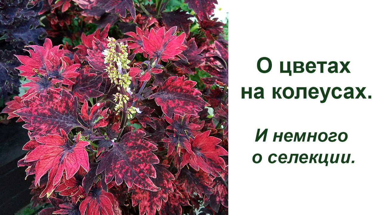 О цветах на колеусах - нужно ли их удалять? И немного о селекции колеусов
