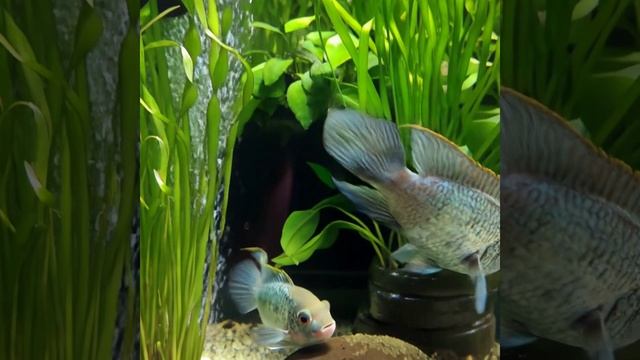 наннакара неоновая