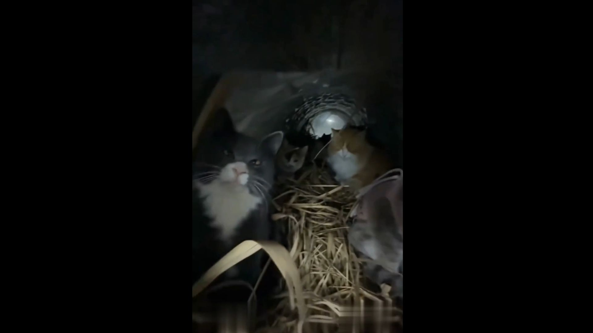 Теплицы для уличных кошек в Китае