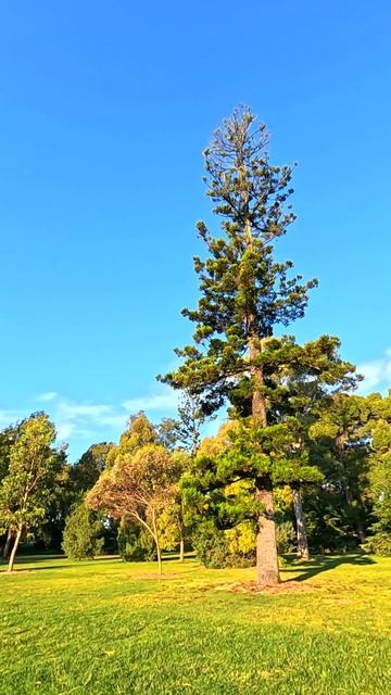 Зеленая лужайка в городском саду