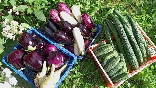 БАКЛАЖАНЫ ЧТО ВЫБРАТЬ.