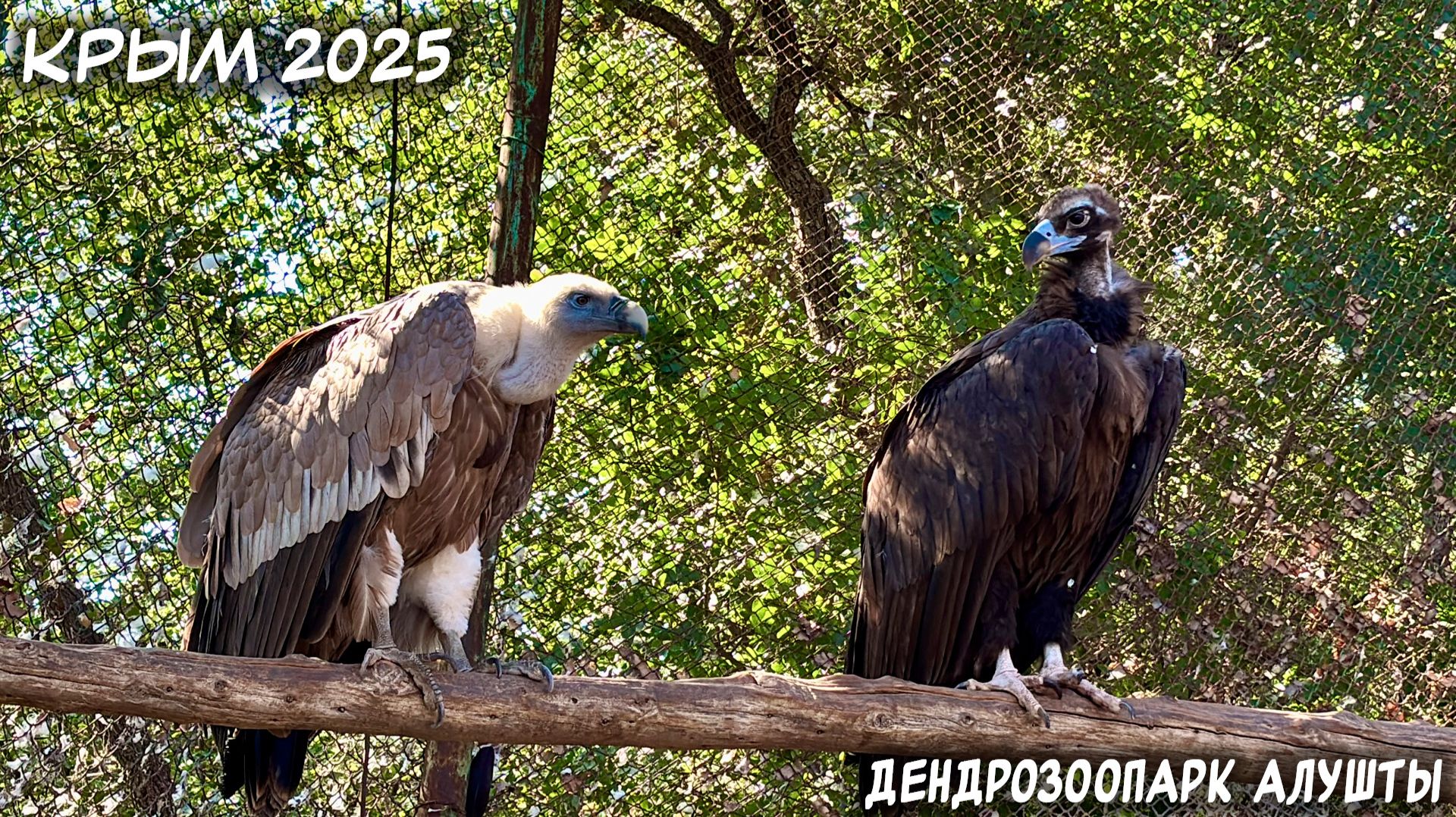 КРЫМ. 23.07.2025: ДЕНДРОЗООПАРК АЛУШТЫ.
