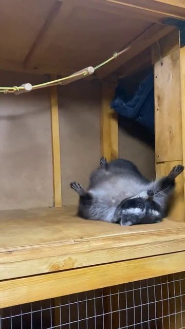 Релакс енота