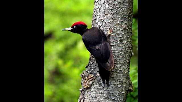 Голоса в руинах храма