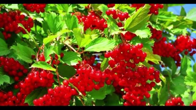 Горчит  калина  Оксана  Телеско (Афины) кавер