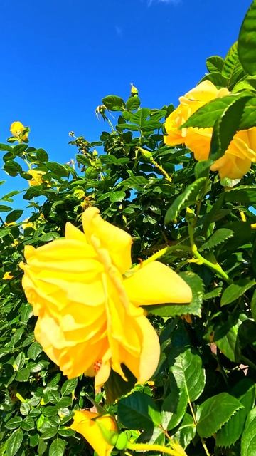 Цветущий городской сад