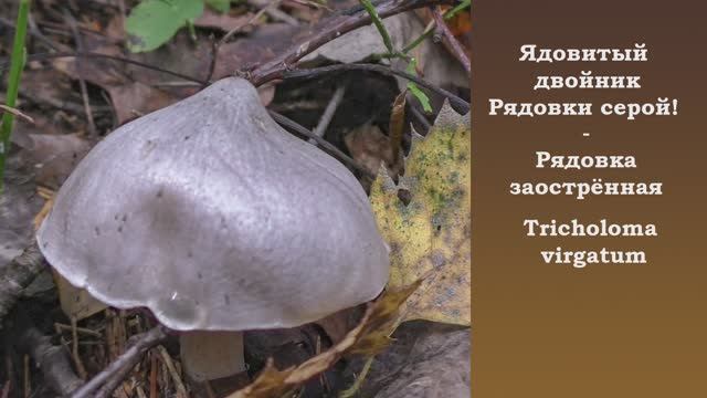 Ядовитый двойник Рядовки серой! - Рядовка  заострённая - Tricholoma virgatum.