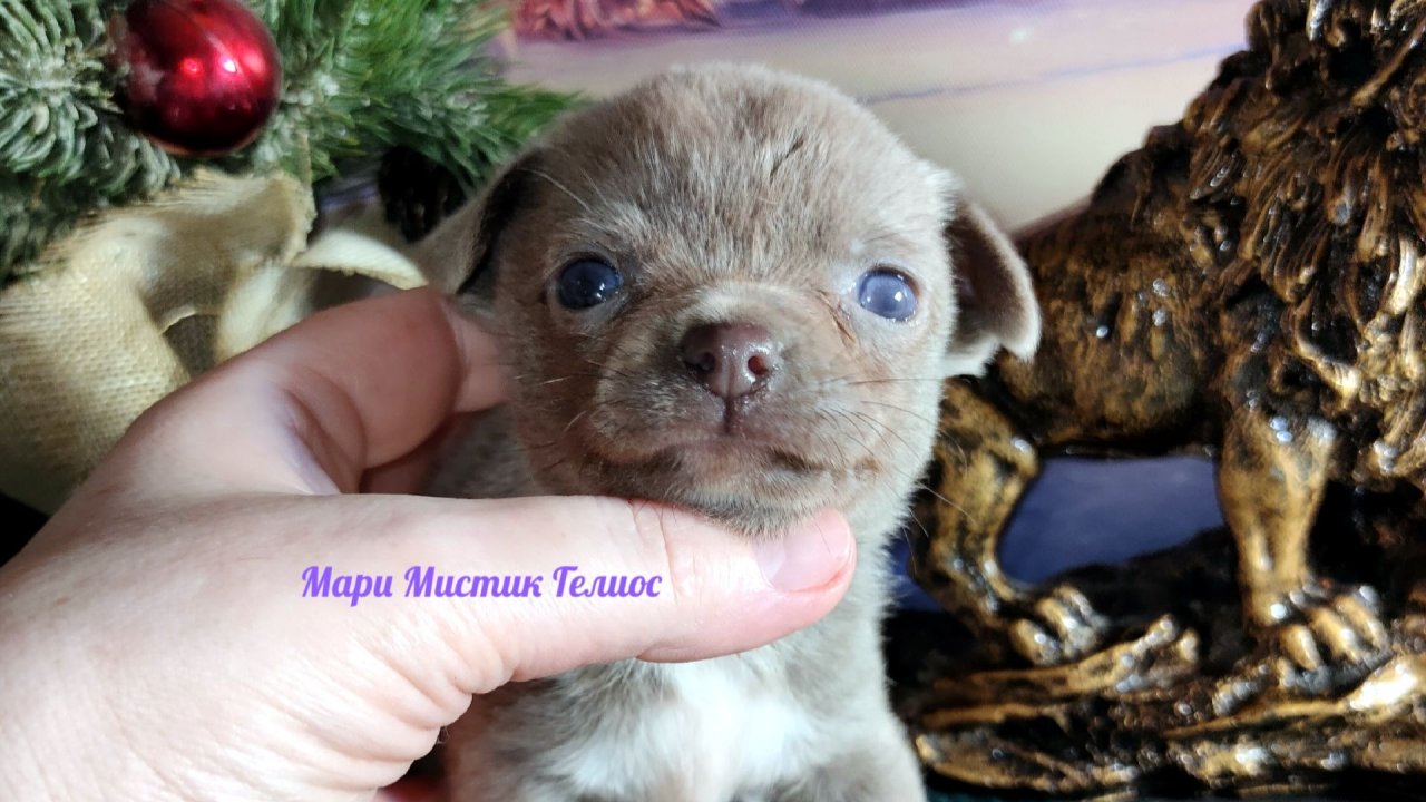 Гелиос #скидки #лилового_окраса_чихуахуа +79215950848 #купитьщенкачихуахуапродаю