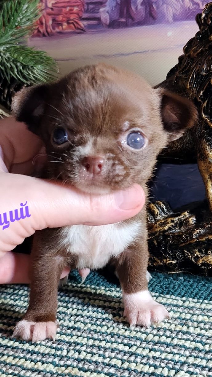 #МИНИ_чихуахуа Гораций вес 330 грамм #скидки +79215950848 #купитьчихуапродамщенка