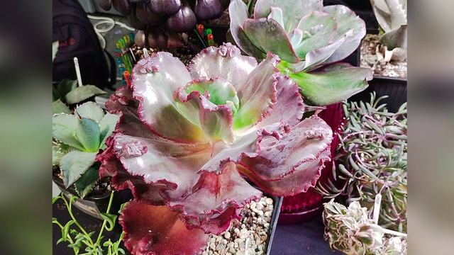 Кактус Фест весна 2025. Как мы побывали на самой крутой выставке в Москве