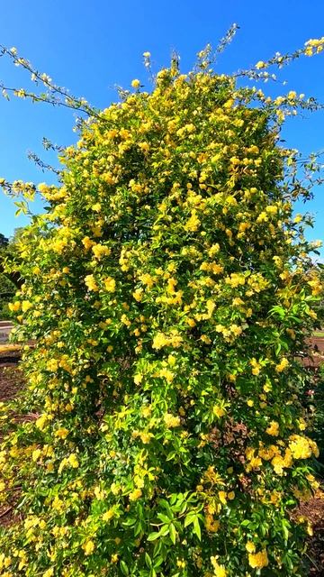 Арка из цветущих роз