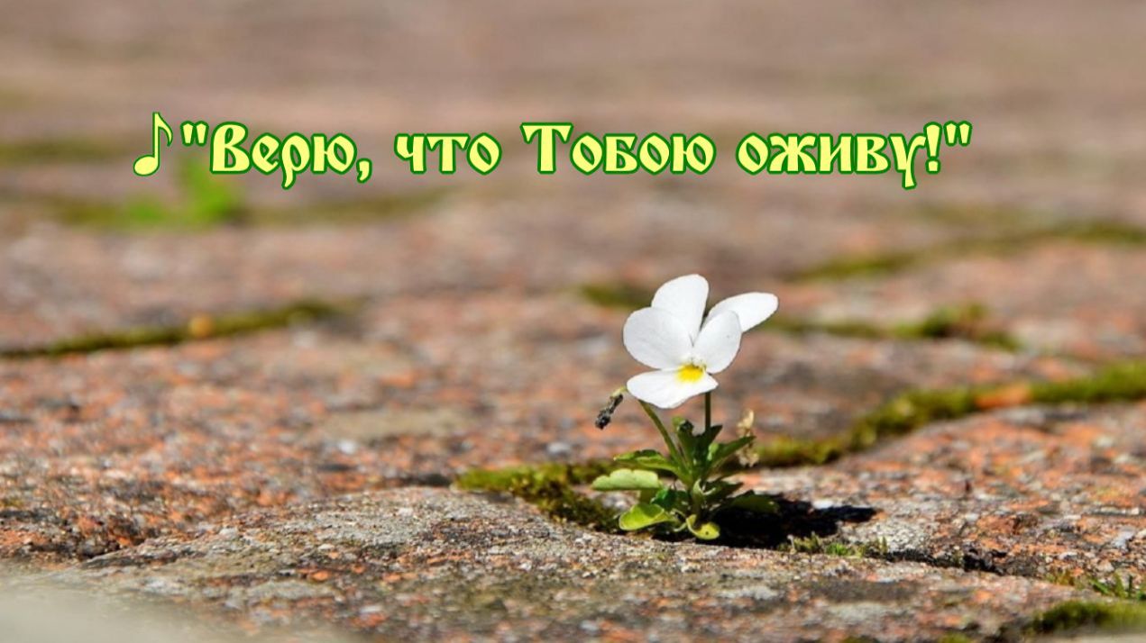 ♬ Верю, что Тобою оживу (исп. и муз. Светлана Щитникова, сл. Сергей Чебунин)