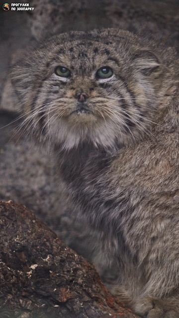 Манул Свэн вышел попить воды и понаблюдать. Ленинградский зоопарк