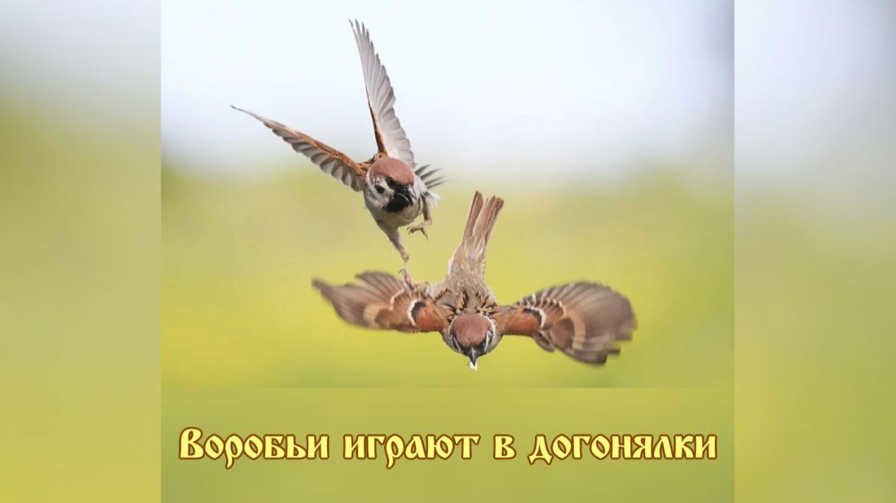 ♬ Воробьи играют в догонялки (исп. и муз. Светлана Щитникова, сл. Сергей Чебунин)